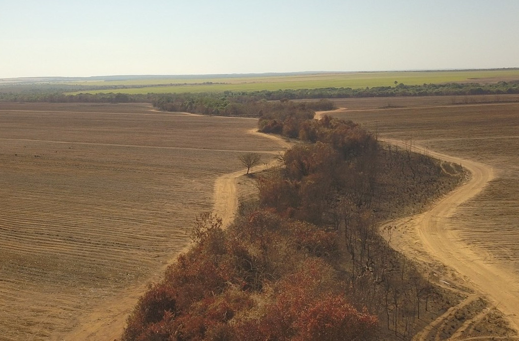 Tesco funds protection of Cerrado region in Brazil - Better Society
